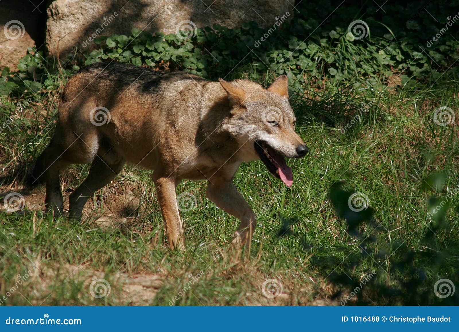 2,783 Wolf Speed Stock Photos - Free & Royalty-Free Stock Photos from ...