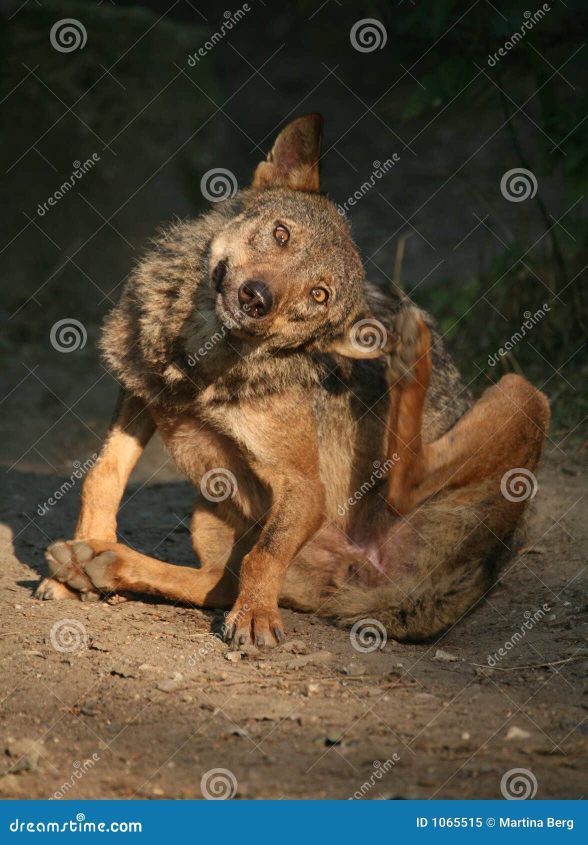 Scratching Wolf Stock Photos - Free & Royalty-Free Stock Photos from ...