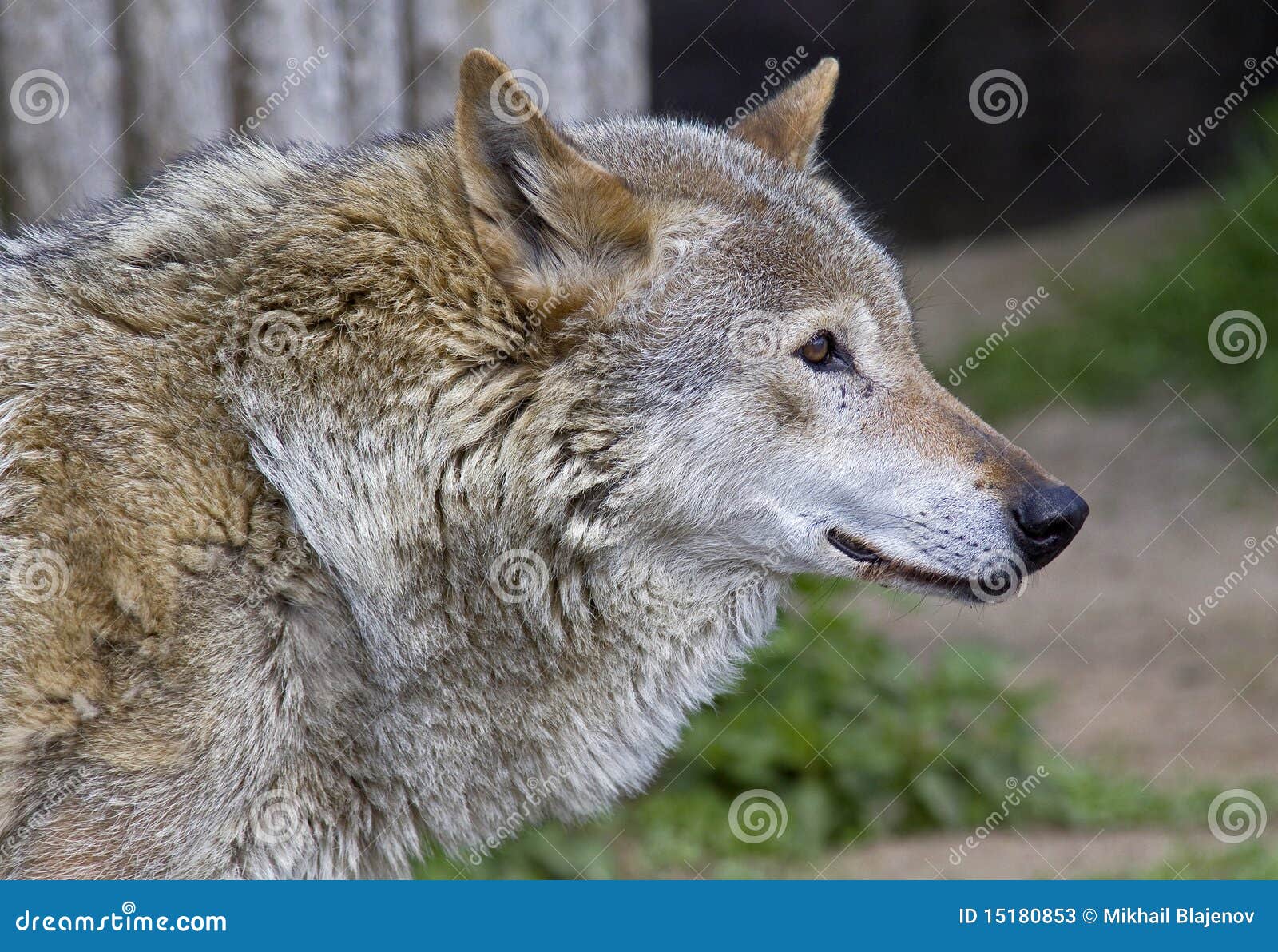 Wolf 11 stock image. Image of carnivore, environment - 15180853