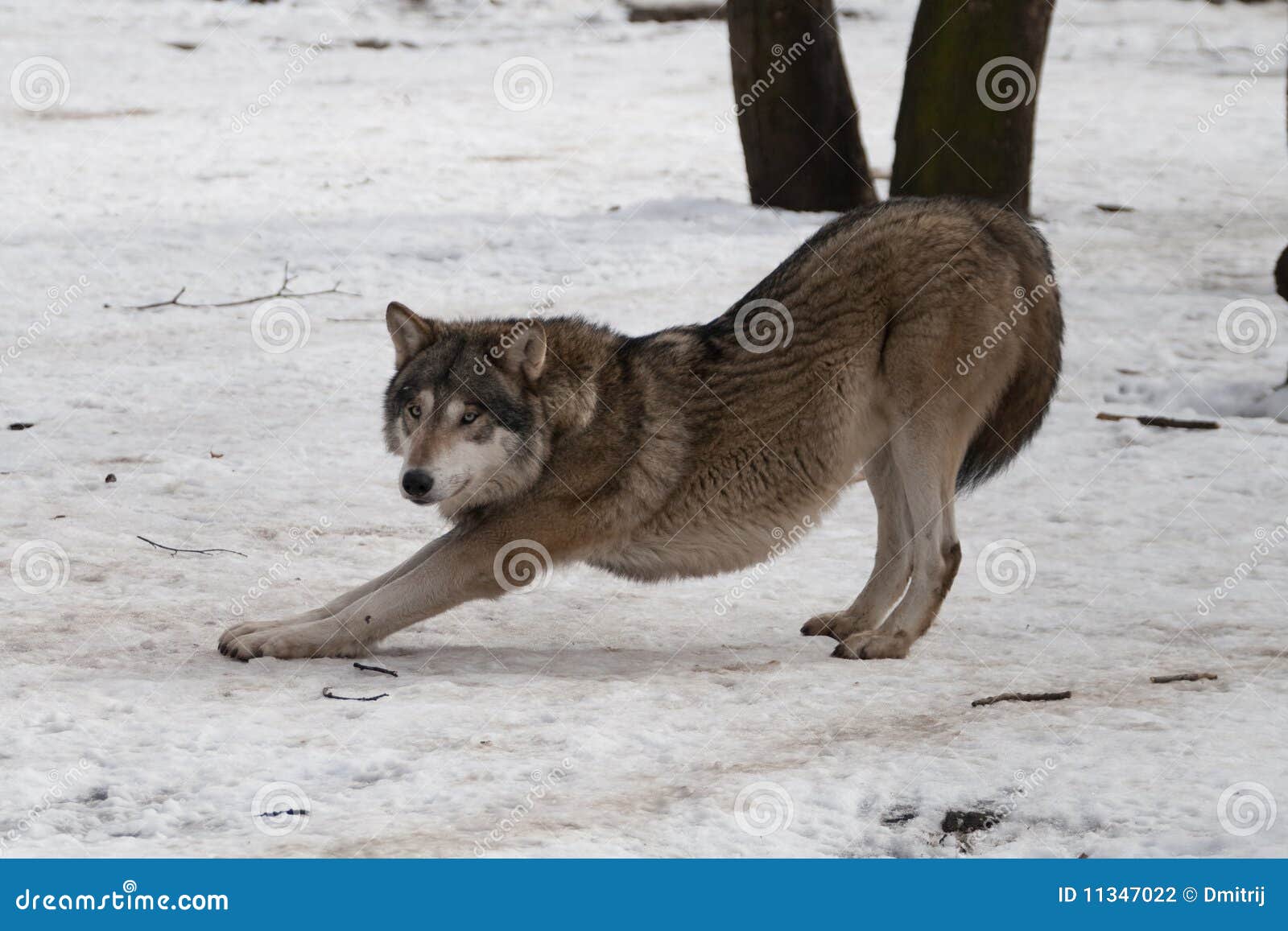 Wolf stock photo. Image of outdoor, carnivore, life, beast - 11347022