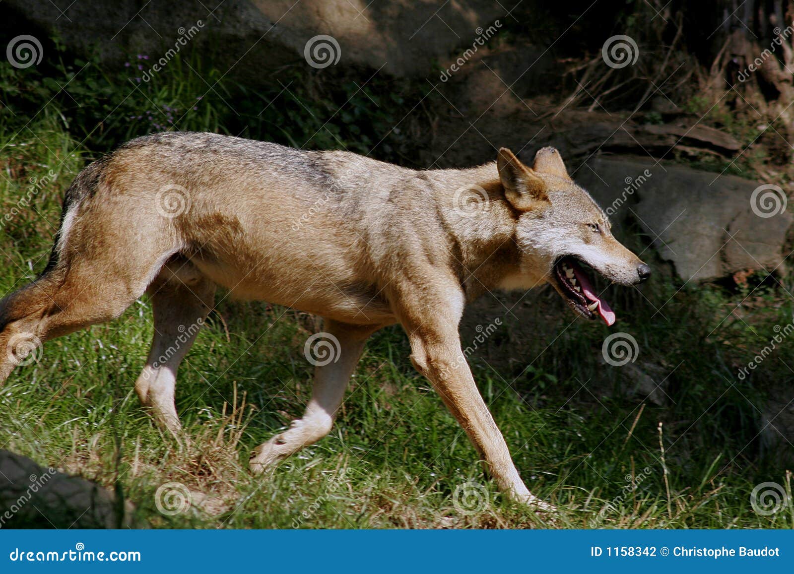 Wolf stock photo. Image of frown, melancholy, food, portrait - 1158342