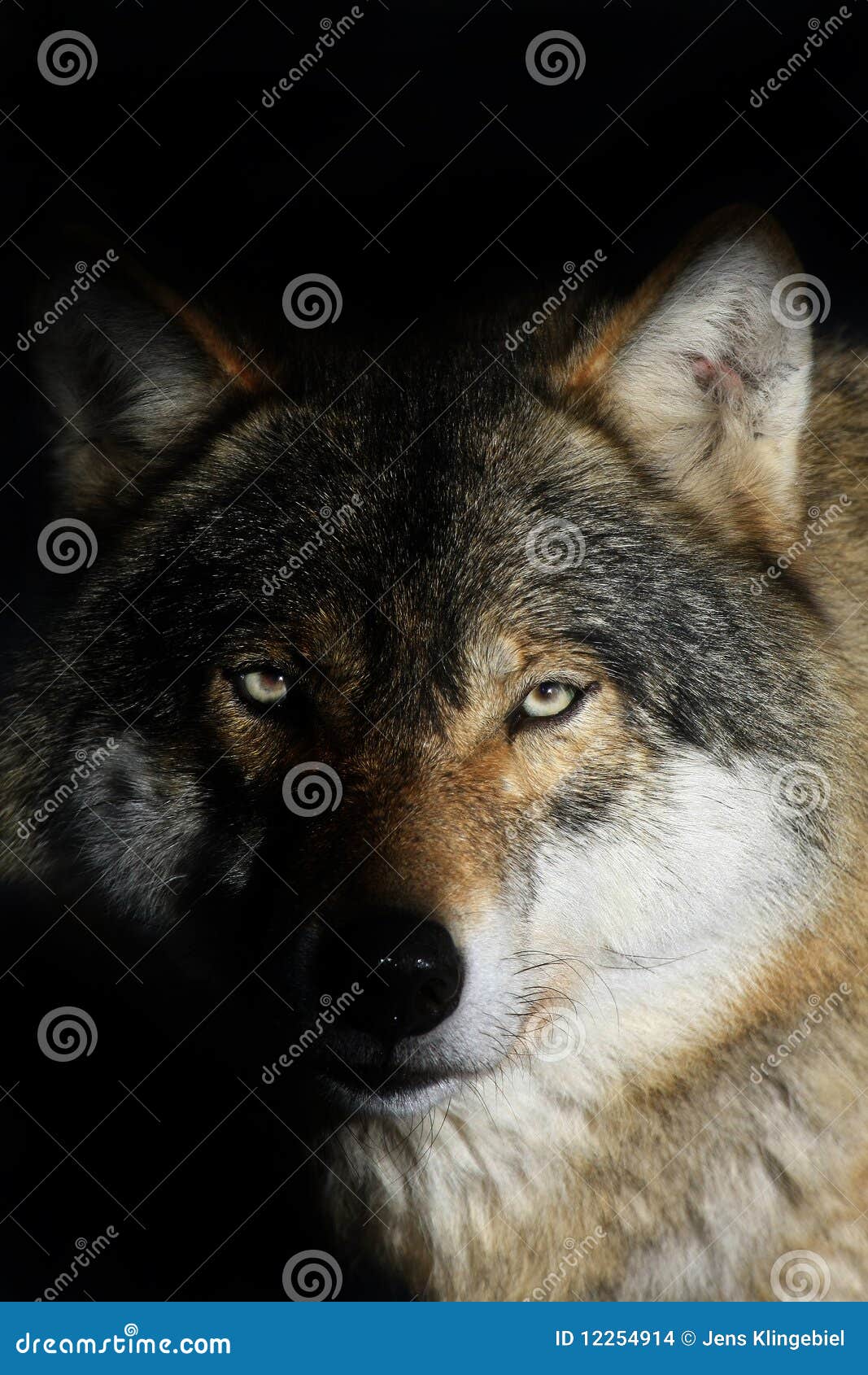 Wolf stock photo. Image of forest, nature, portrait, wild - 12254914
