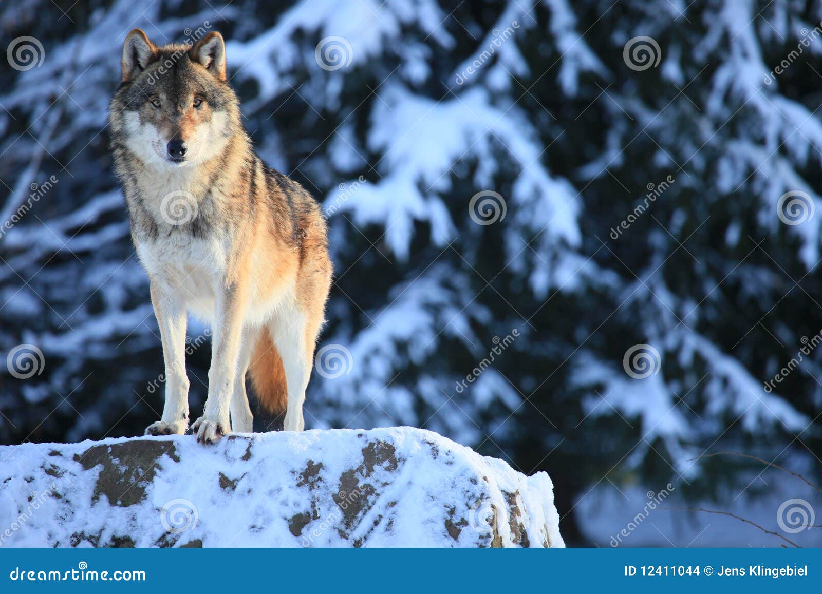 Wolf stock photo. Image of animal, scandinavia, herd - 12411044
