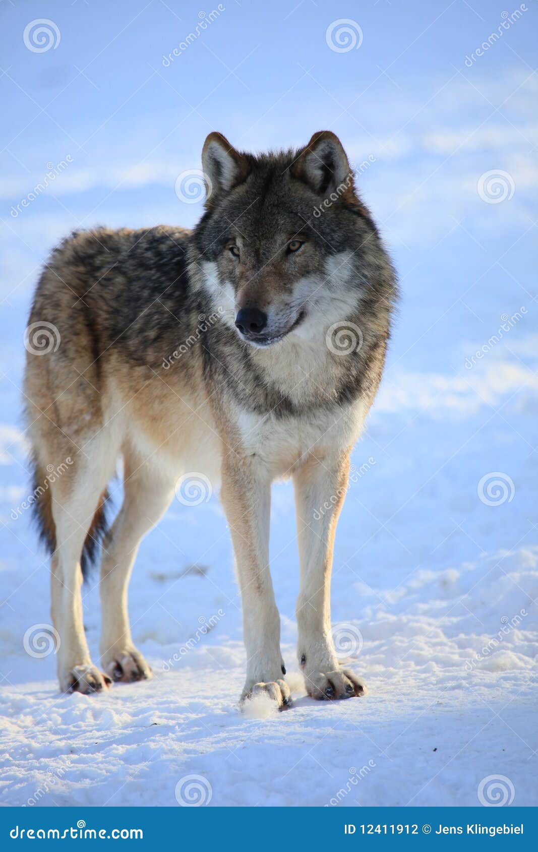 Wolf stock photo. Image of herd, group, woods, danger - 12411912