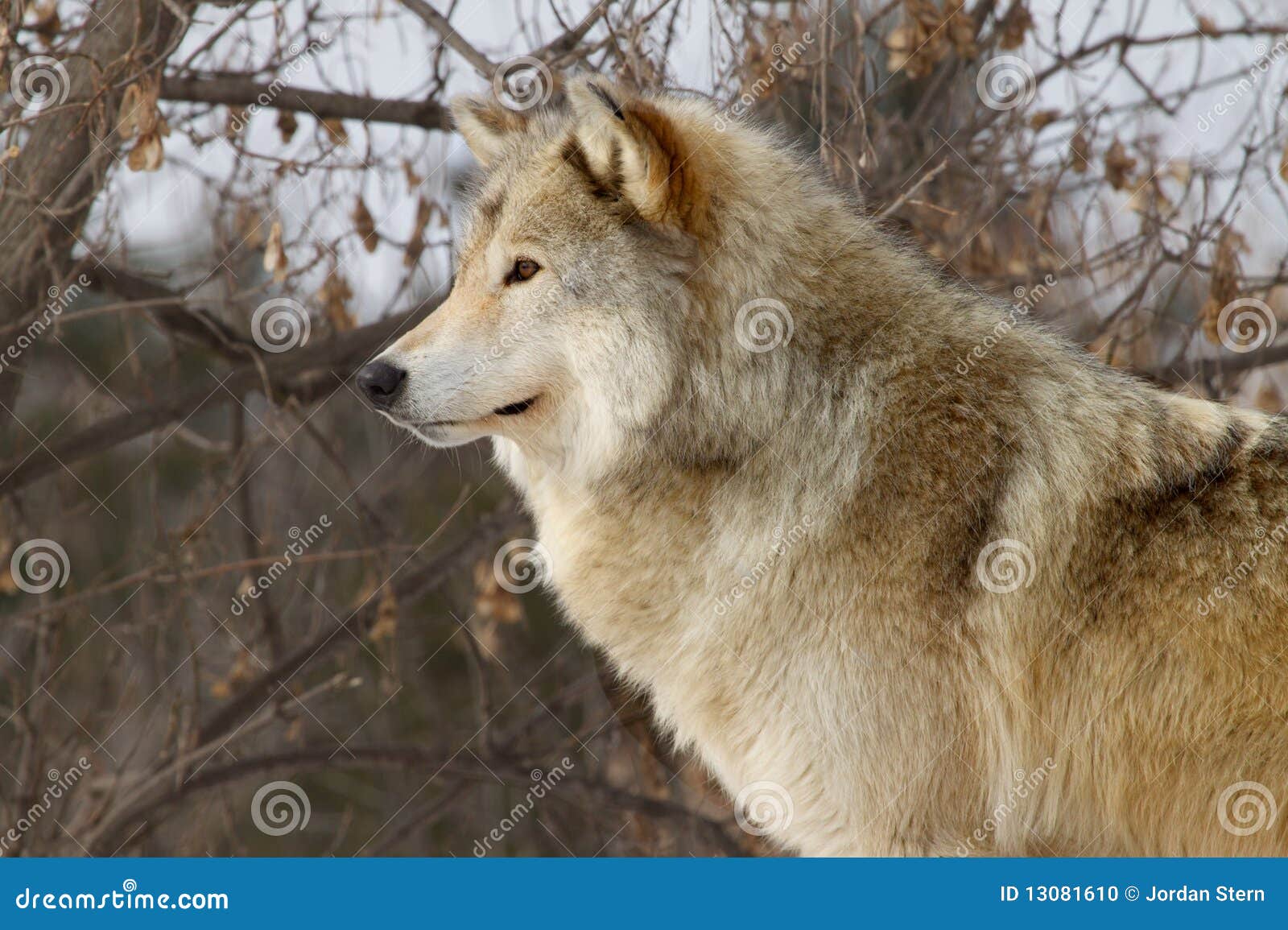 Wolf stock photo. Image of profile, wolves, winter, security - 13081610