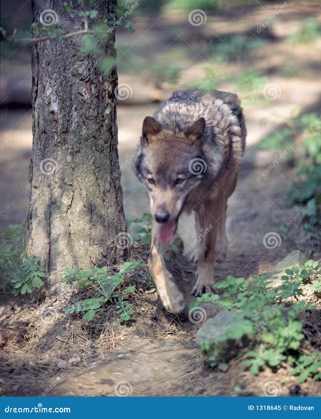 Wolf stock image. Image of tree, animal, forest, wolf - 1318645