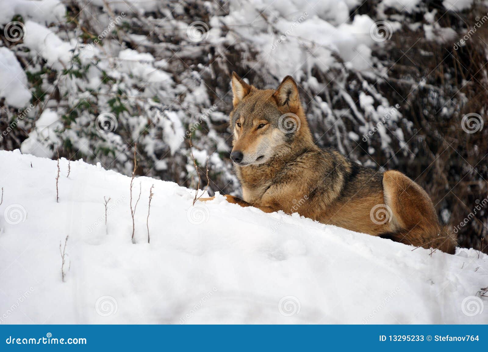 Wolf stock image. Image of wolf, head, fluffy, watchful - 13295233