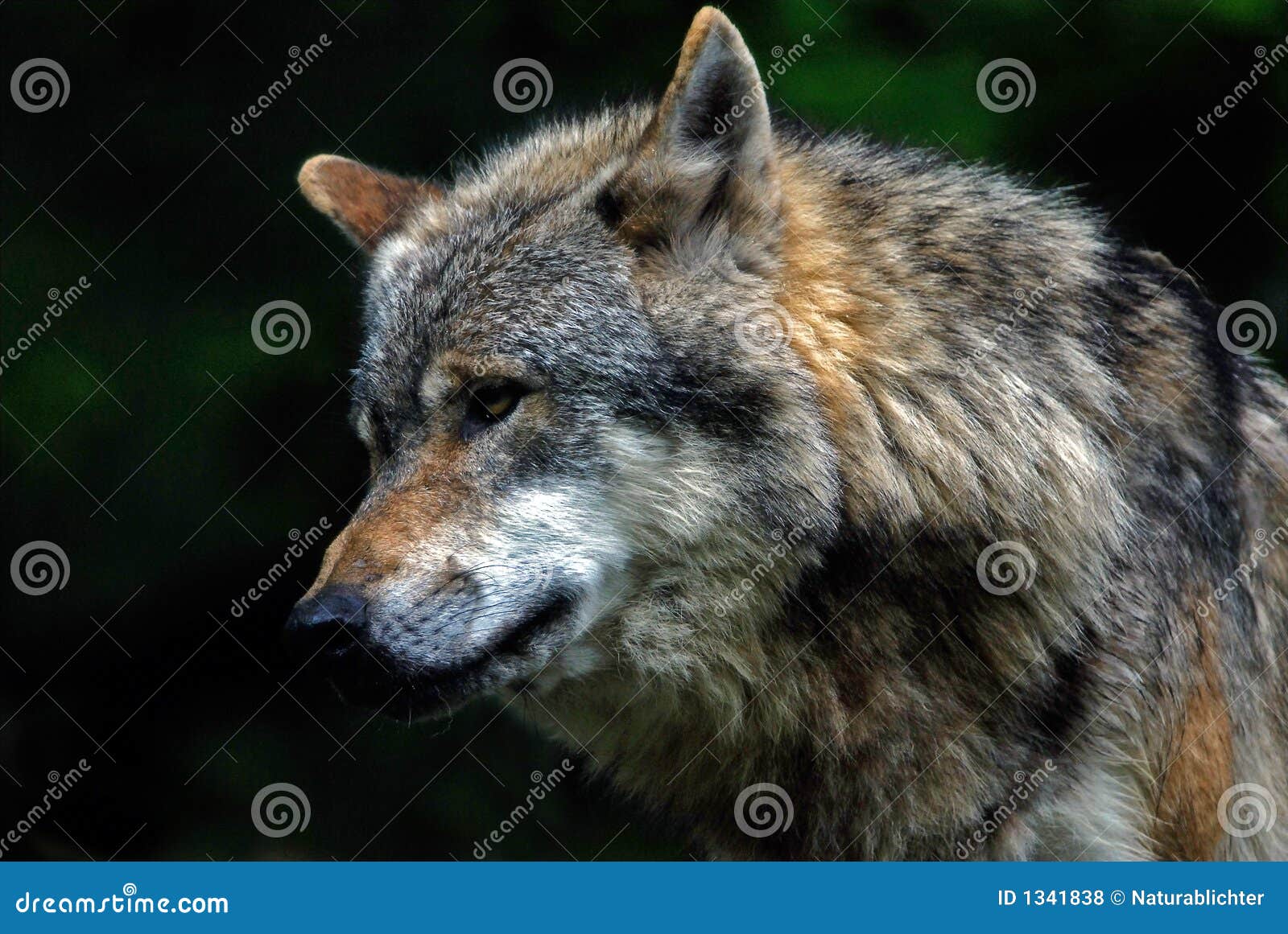 Wolf Head Profile