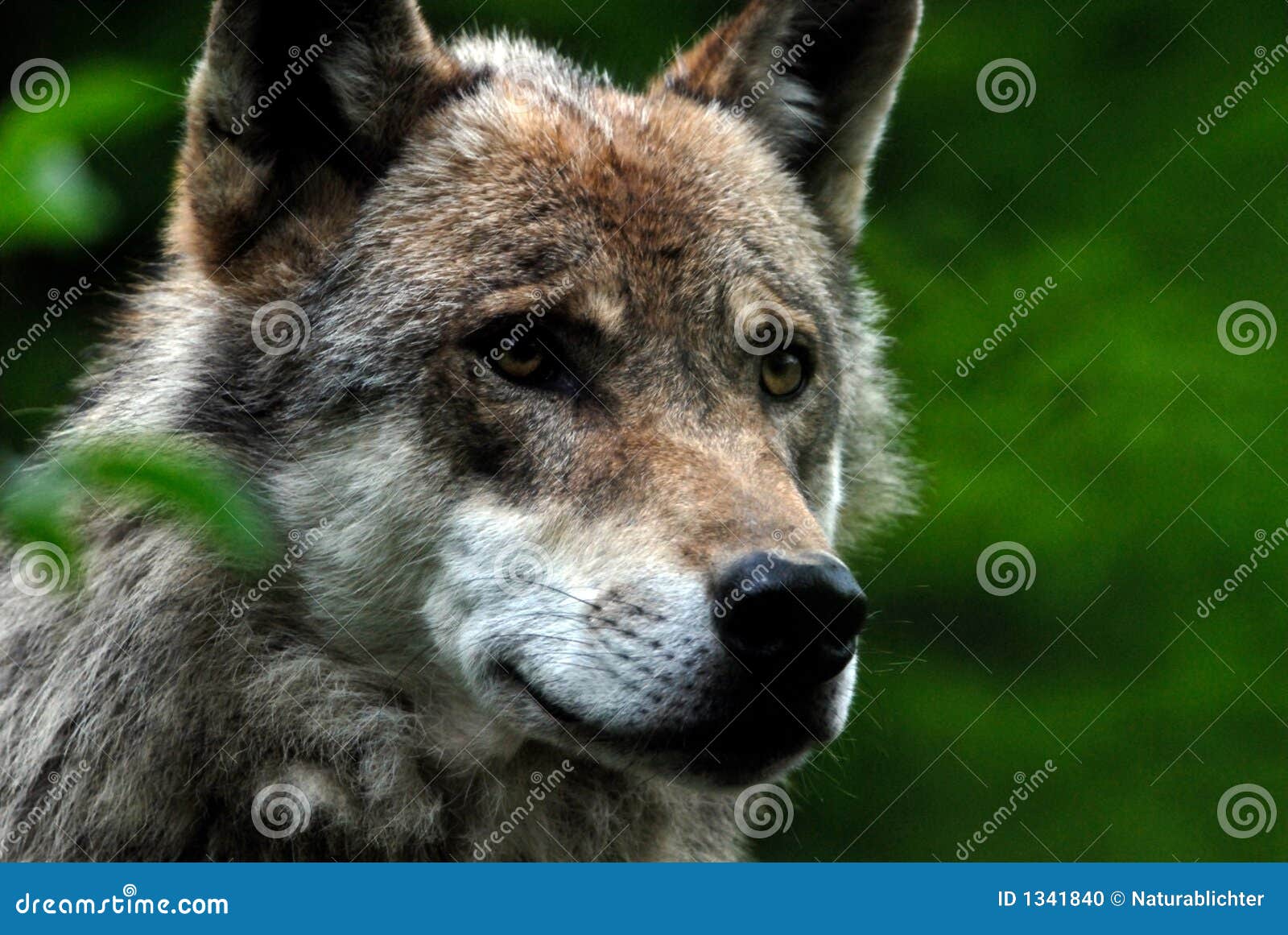 Wolf stock photo. Image of single, autumn, nature, animal - 1341840