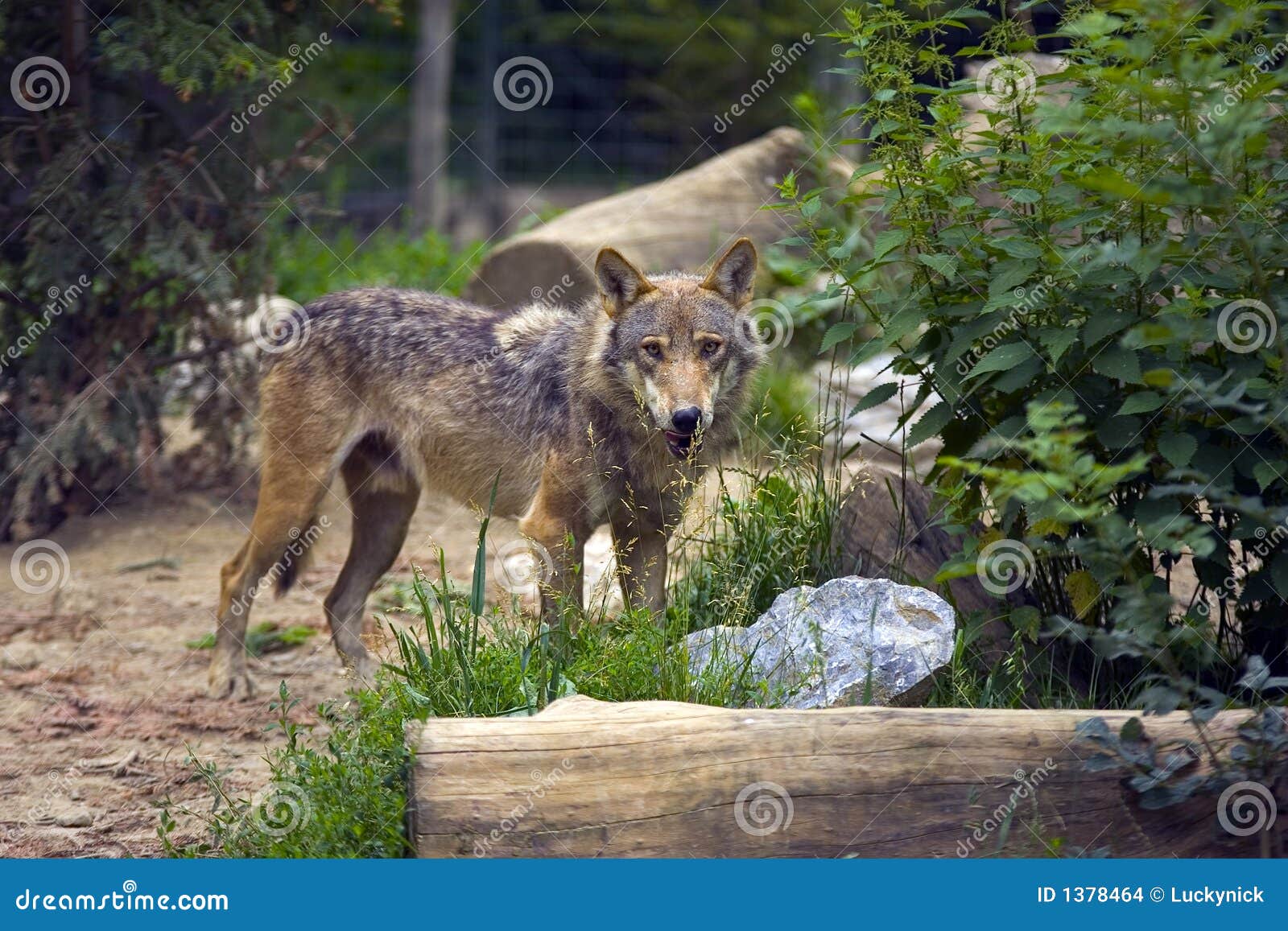 Wolf stock photo. Image of outdoor, creature, wood, natural - 1378464