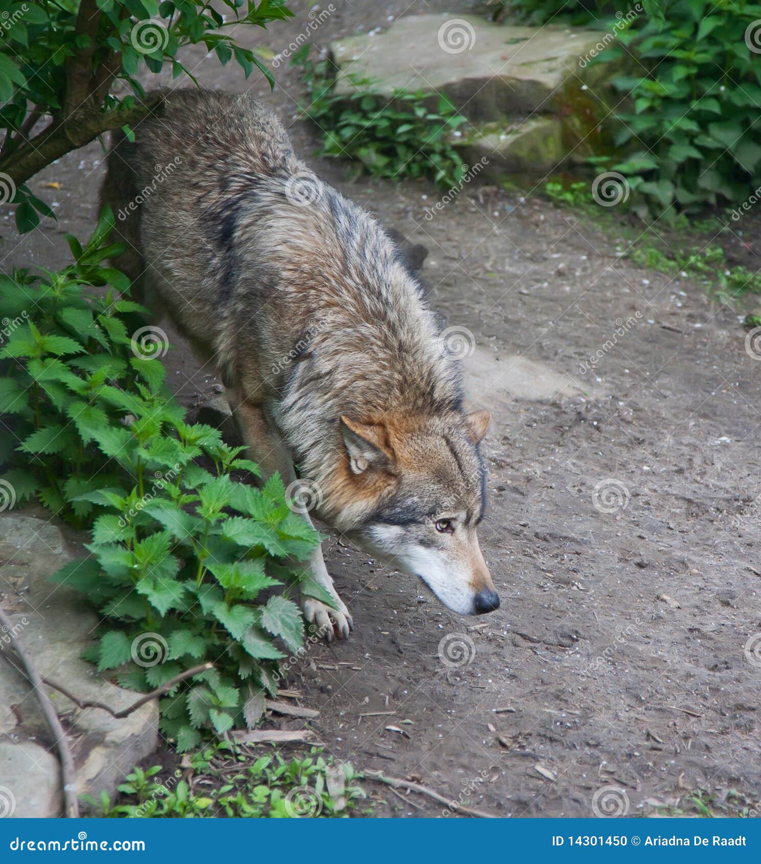 Fat Wolf Stock Photos - Free & Royalty-Free Stock Photos from Dreamstime