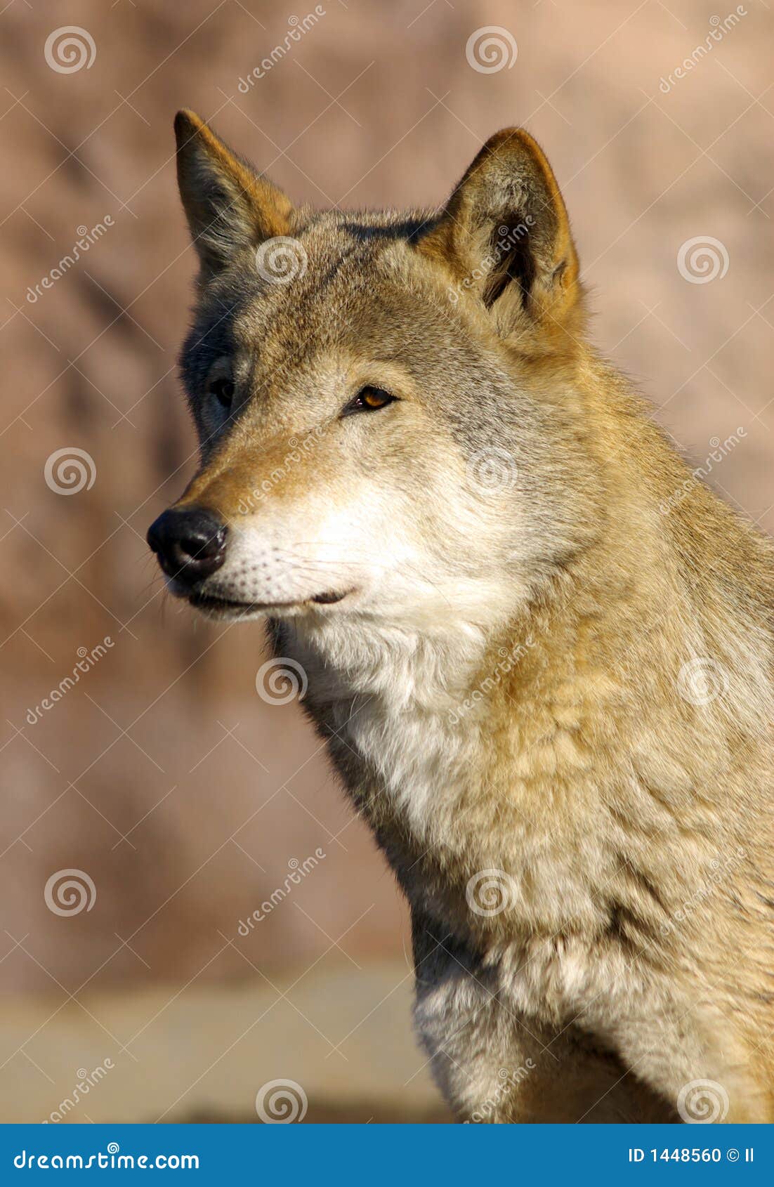 She-wolf foto de stock. Imagem de ecologia, caiu, lobo - 1448560