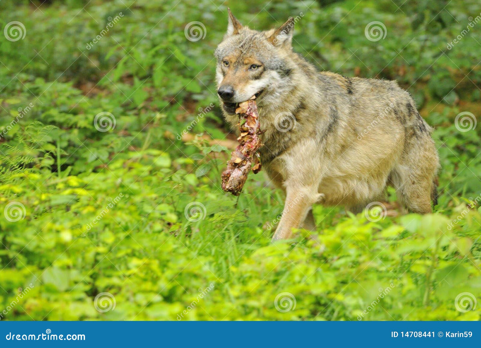 Wolf stock image. Image of mammal, pack, fodder, feed - 14708441