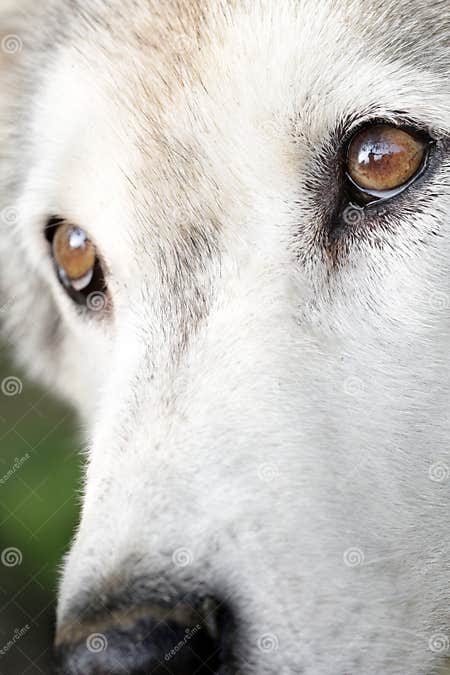 Wolf stock photo. Image of mammal, closeup, reflection - 14958360