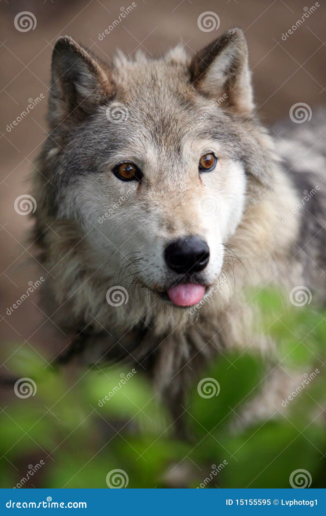 Wolf stock image. Image of hungry, claw, terror, fear - 15155595