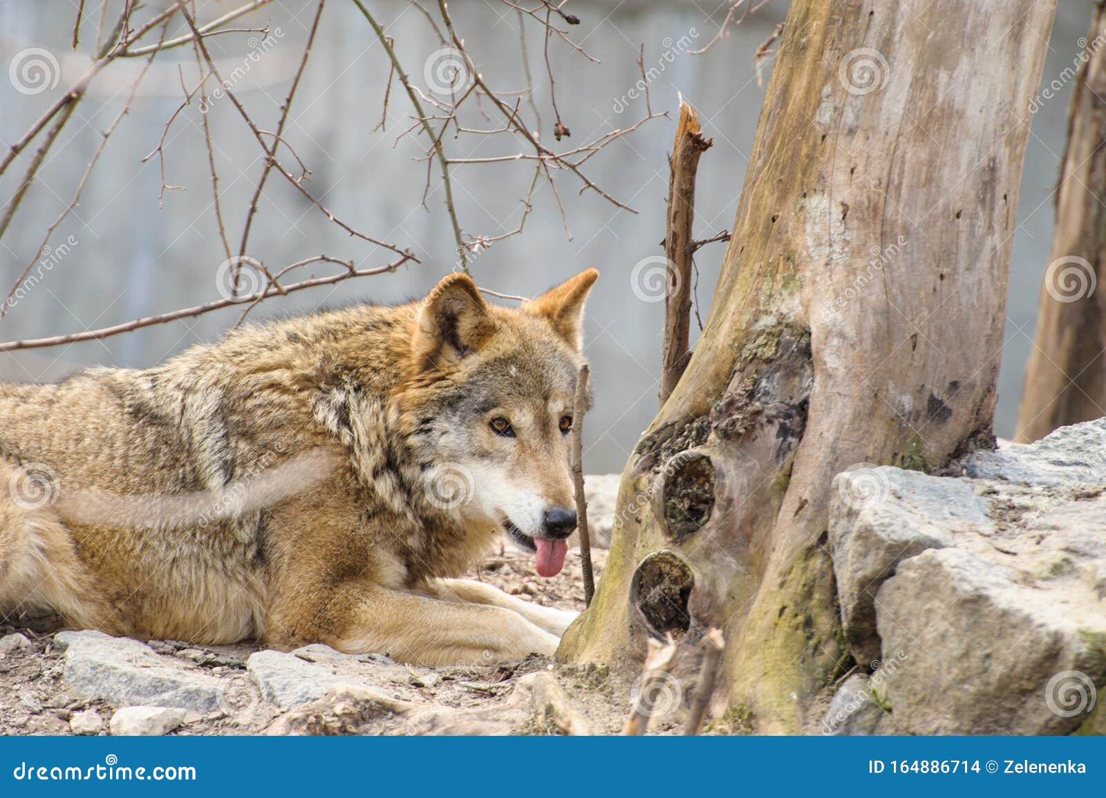 Wolf stock photo. Image of furry, howling, forest, portrait - 164886714