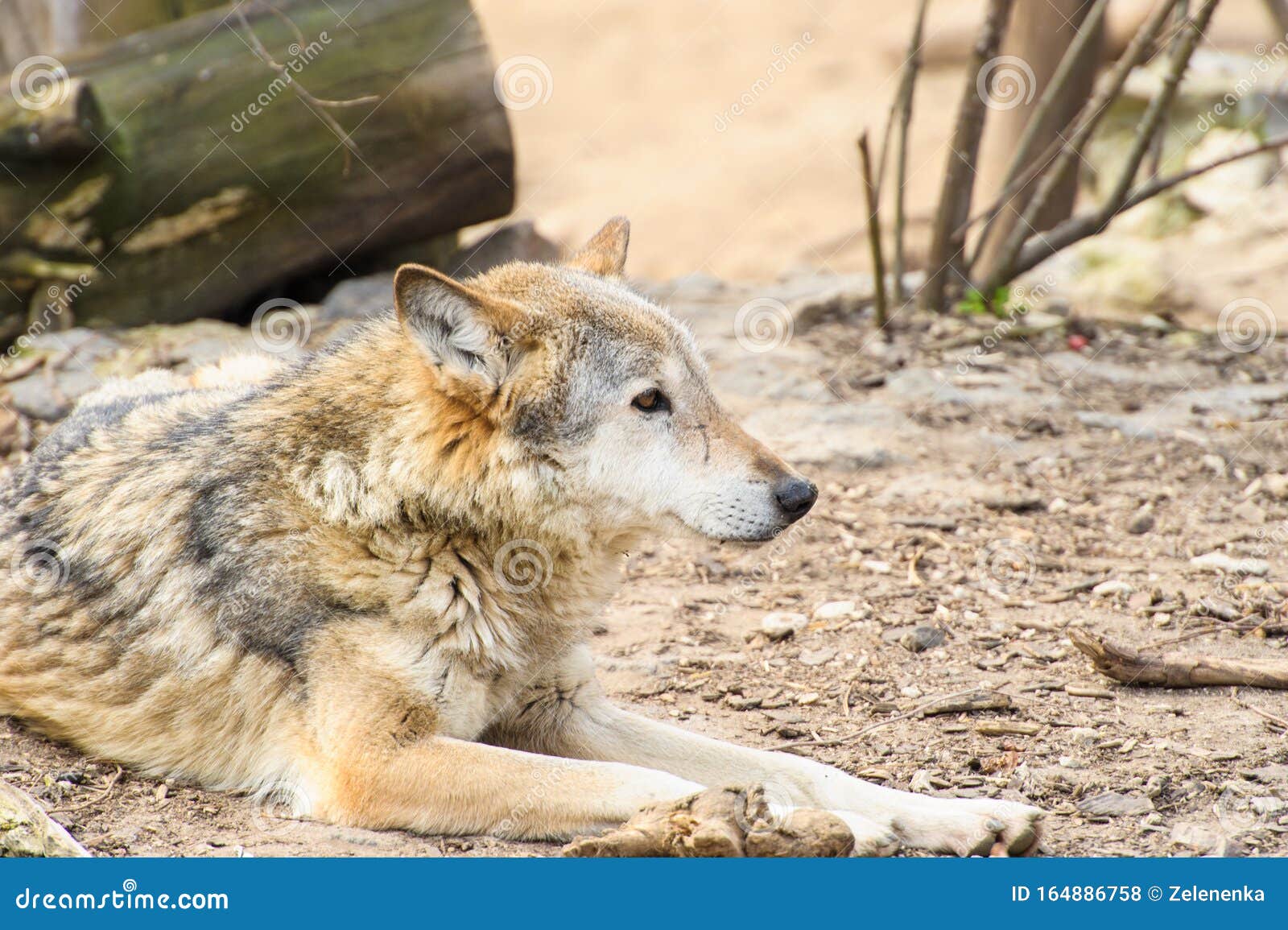 Wolf stock photo. Image of mammal, gray, canine, fearful - 164886758