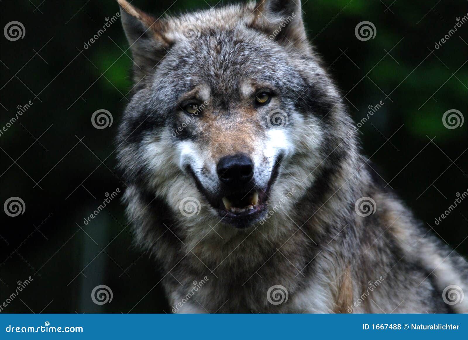 Wolf stock photo. Image of single, adventures, elementary - 1667488