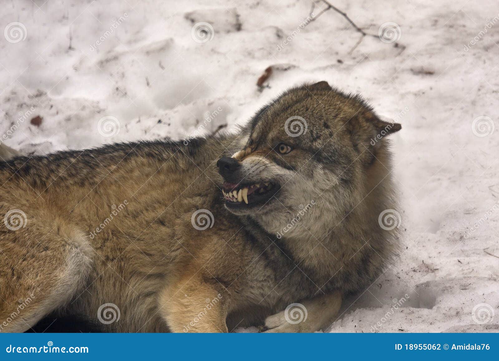 Wolf Growl Stock Photos - Royalty Free Stock Images
