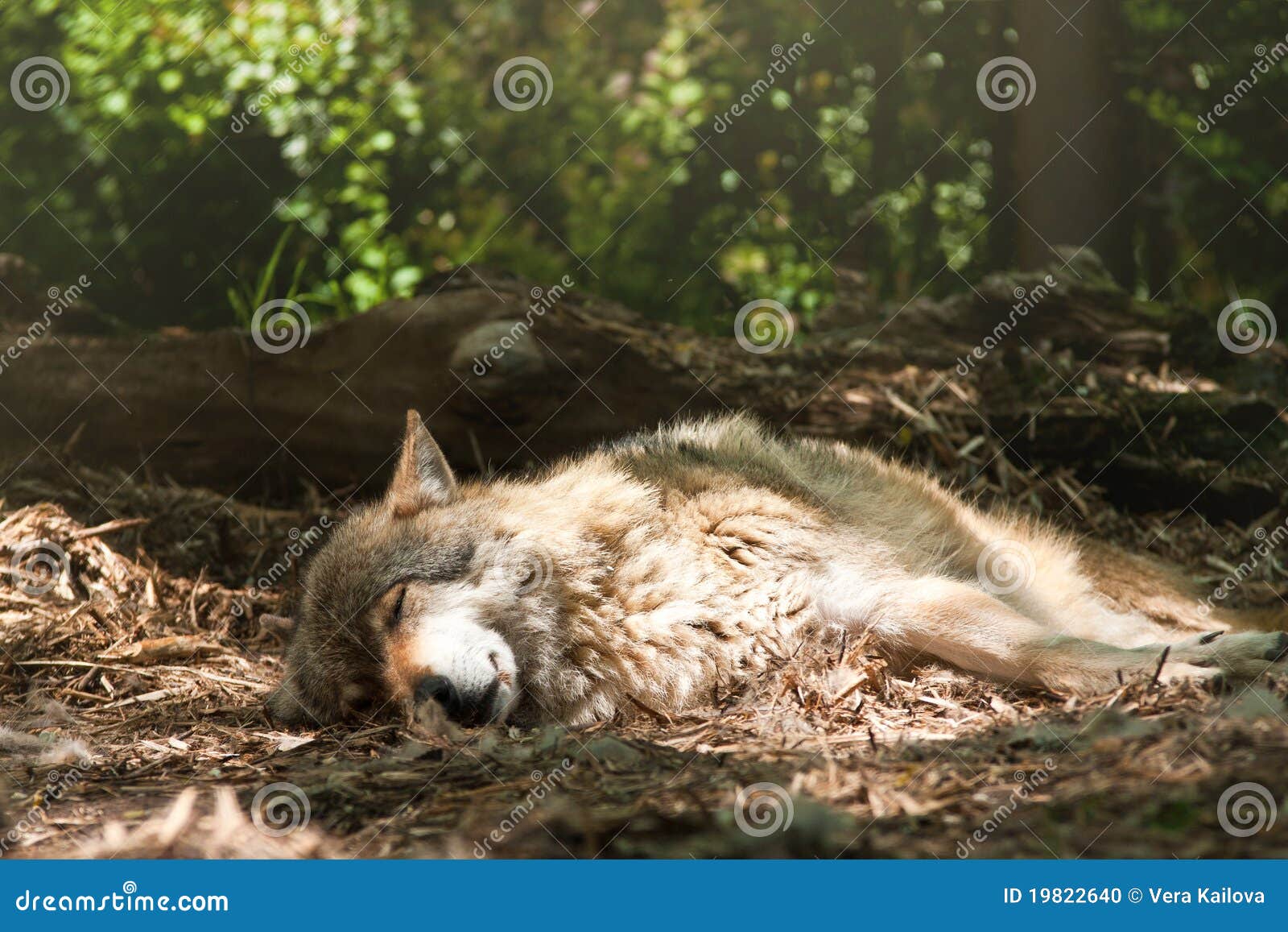 The wolf stock photo. Image of wild, brindle, grass, laying - 19822640