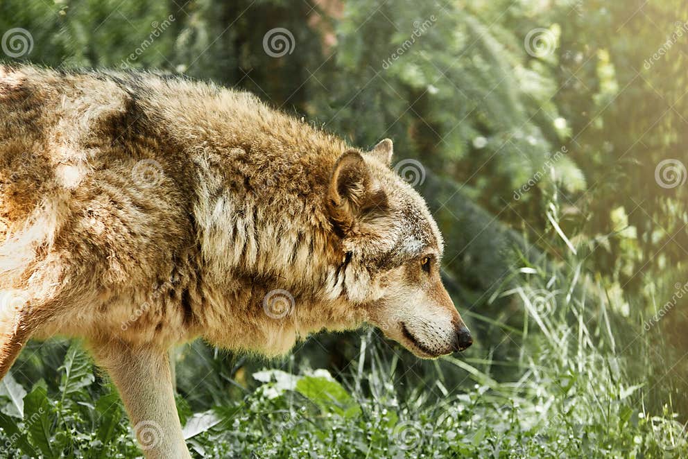 The wolf stock image. Image of wolfish, gray, brindle - 19822689