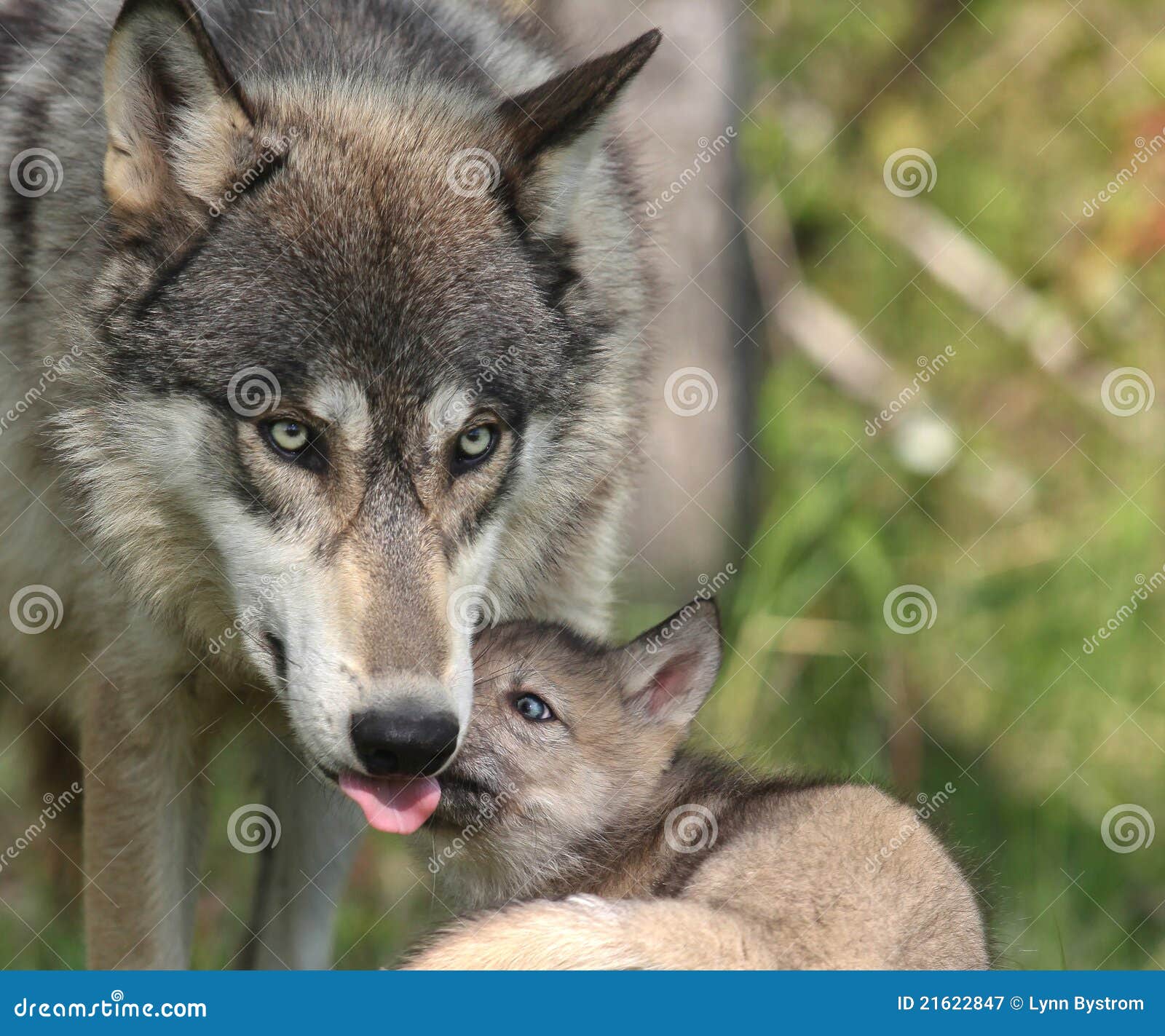 Wolf stock image. Image of soft, nature, midwest, young - 21622847