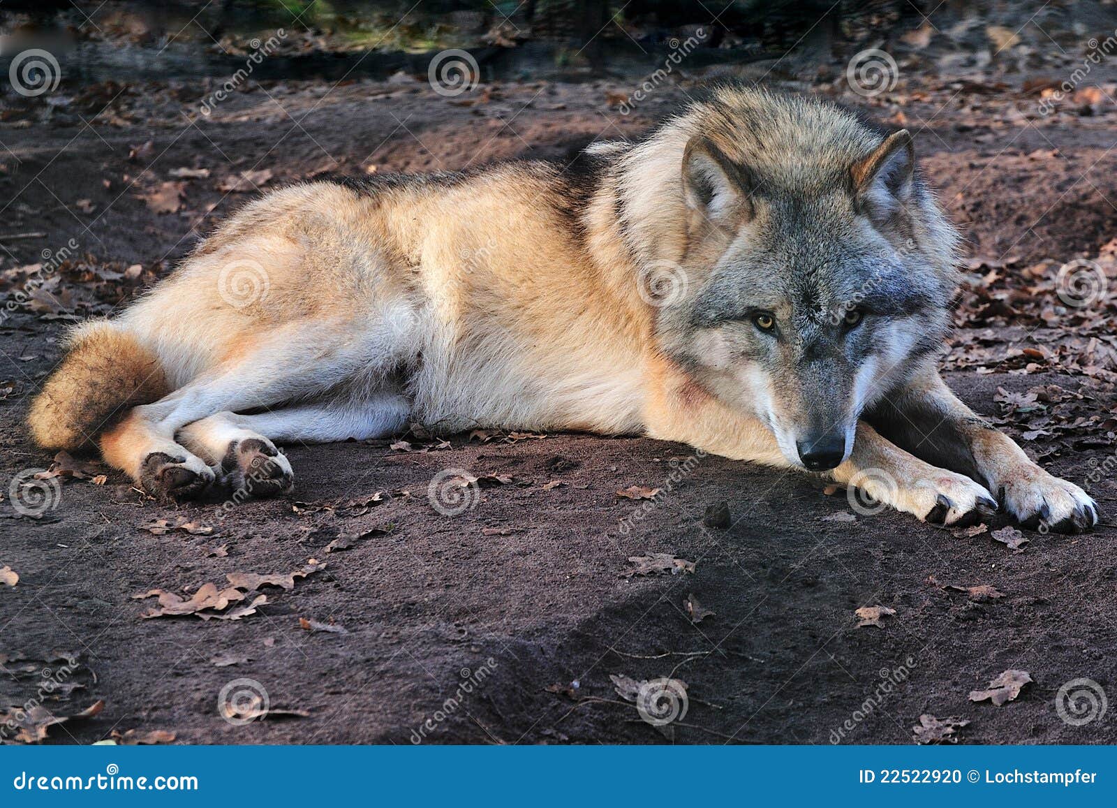 Wolf stock photo. Image of lying, wolf, watching, wild - 22522920