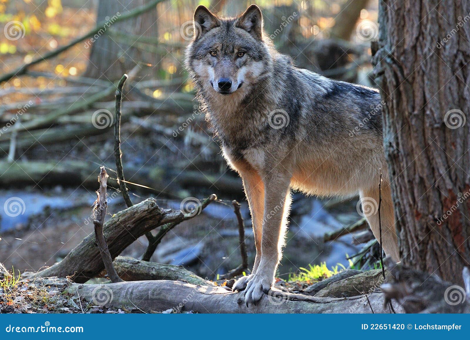 Wolf stock photo. Image of gray, hungry, animal, ground - 22651420