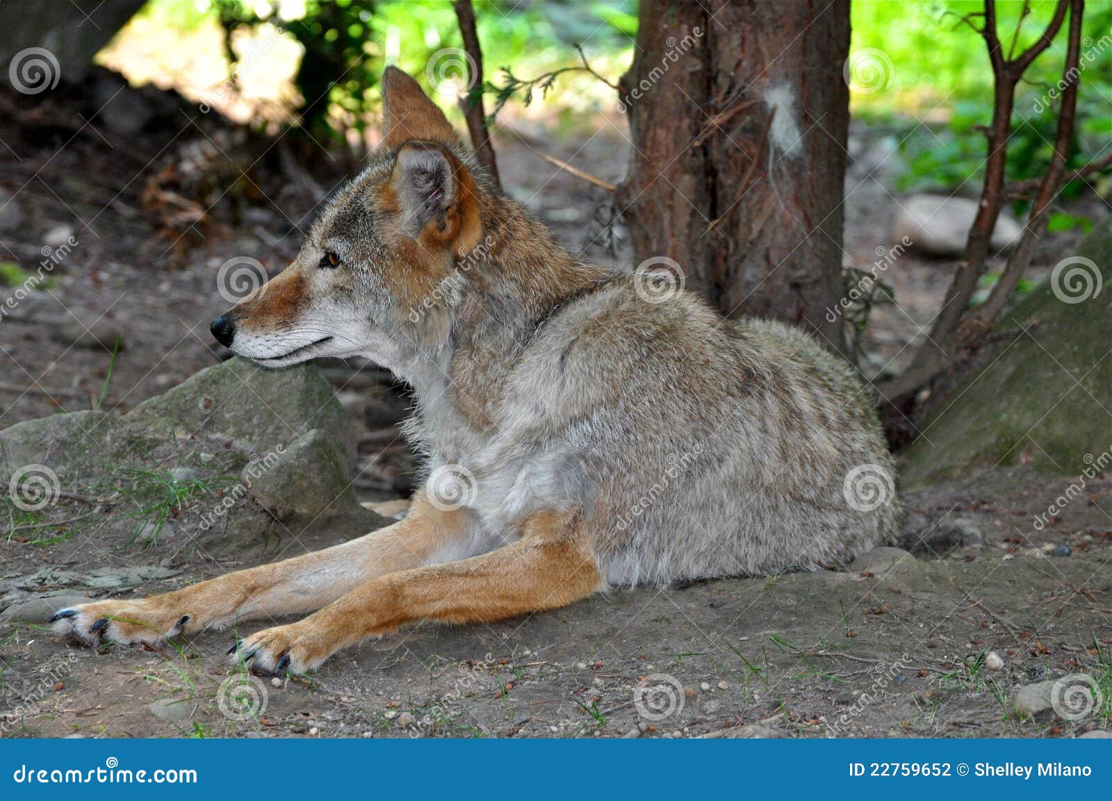 Wolf stock photo. Image of wolf, waiting, watching, prey - 22759652