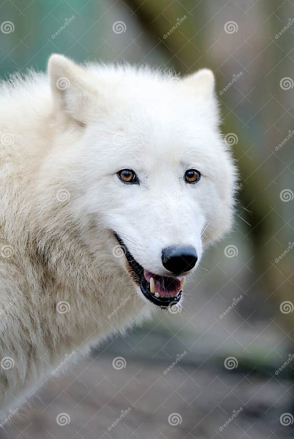 Wolf stock image. Image of snow, scare, lupus, face, nature - 22998879