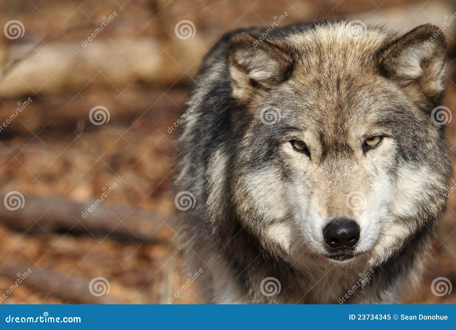 Wolf stock image. Image of american, nature, animal, female - 23734345