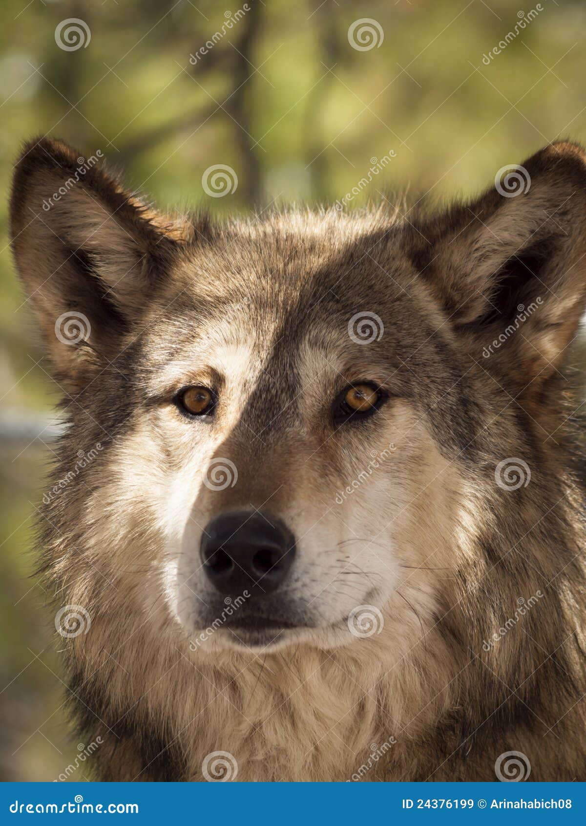 Wolf stock image. Image of wildlife, enimal, large, head - 24376199