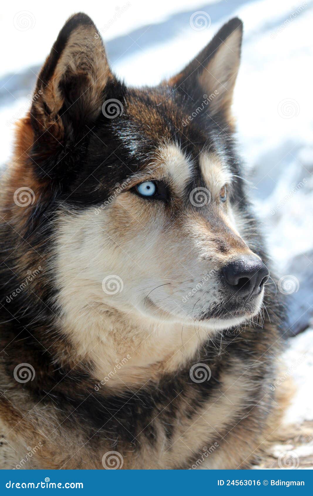 Wolf stock photo. Image of colorado, danger, mountain - 24563016