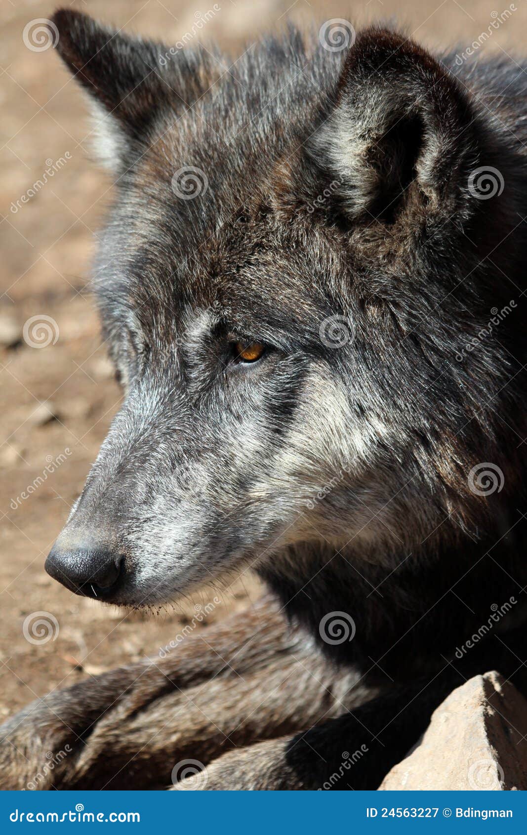 Wolf Royalty Free Stock Photography - Image: 24563227