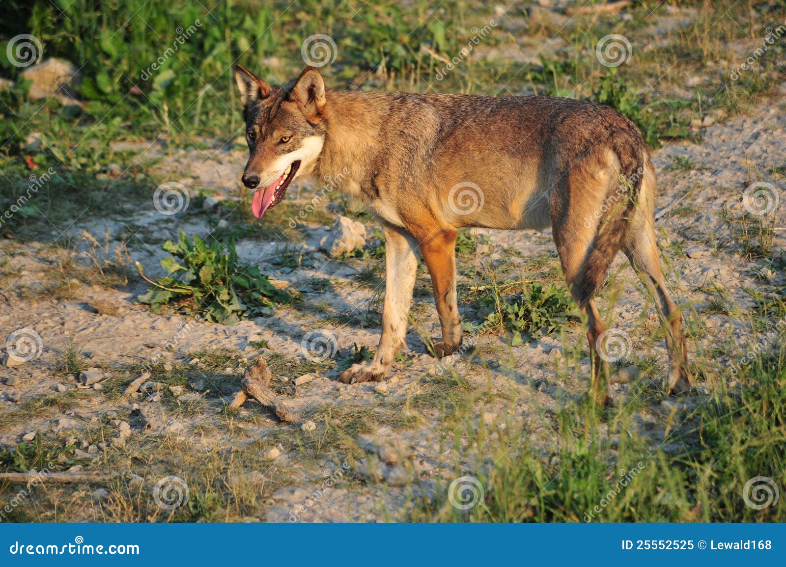 Wolf stock image. Image of wilderness, pride, wolf, standing - 25552525