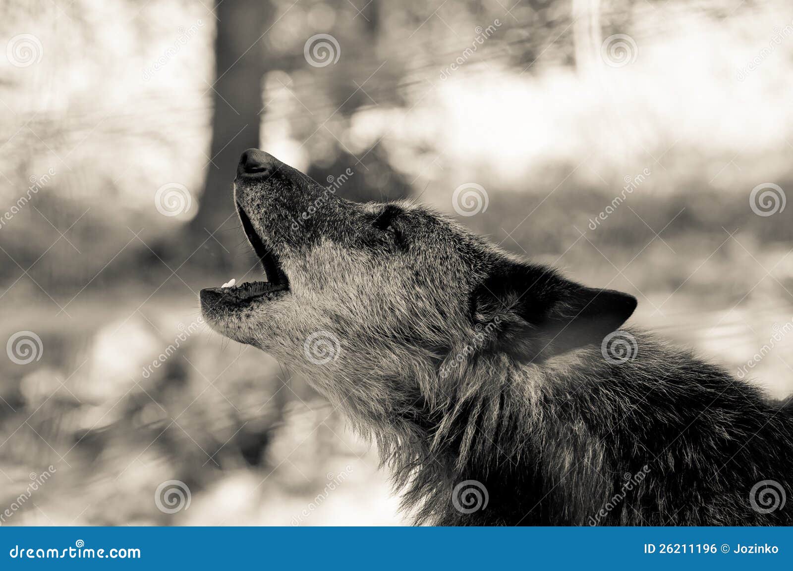 Wolf Hawling Stock Photos - Free & Royalty-Free Stock Photos from ...
