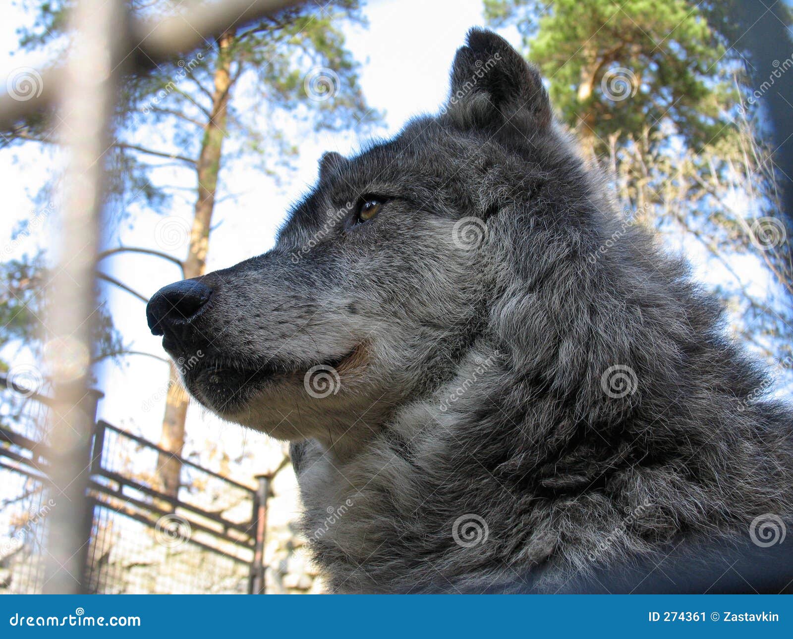 Wolf stock image. Image of prey, animals, predator, earnest - 274361
