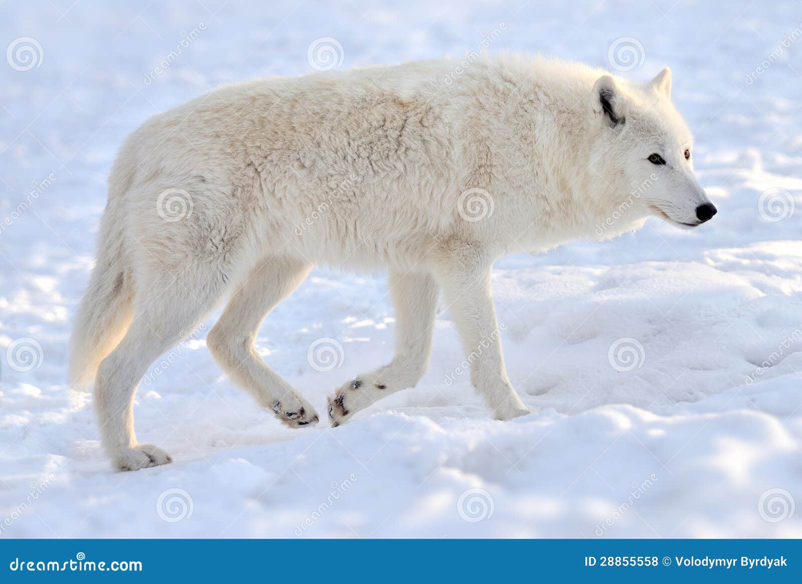 Wolf stock photo. Image of furry, closeup, calm, beast - 28855558
