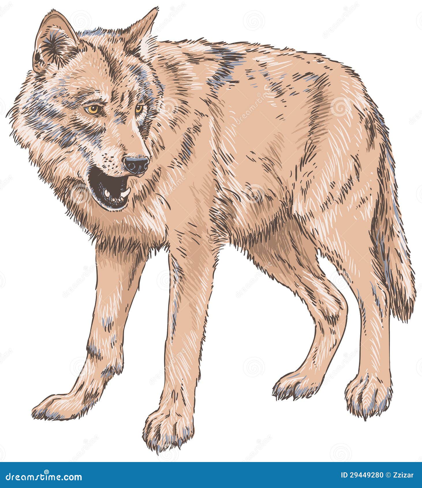 Wolf Looking Back Drawing