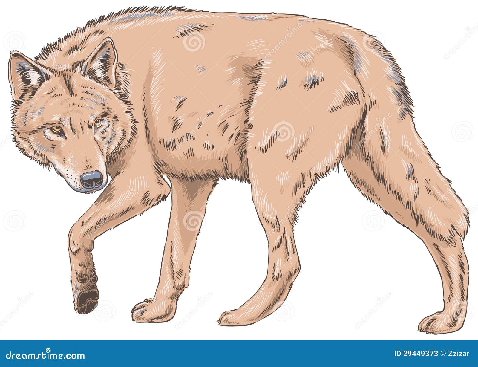 Wolf Walking Away Drawing