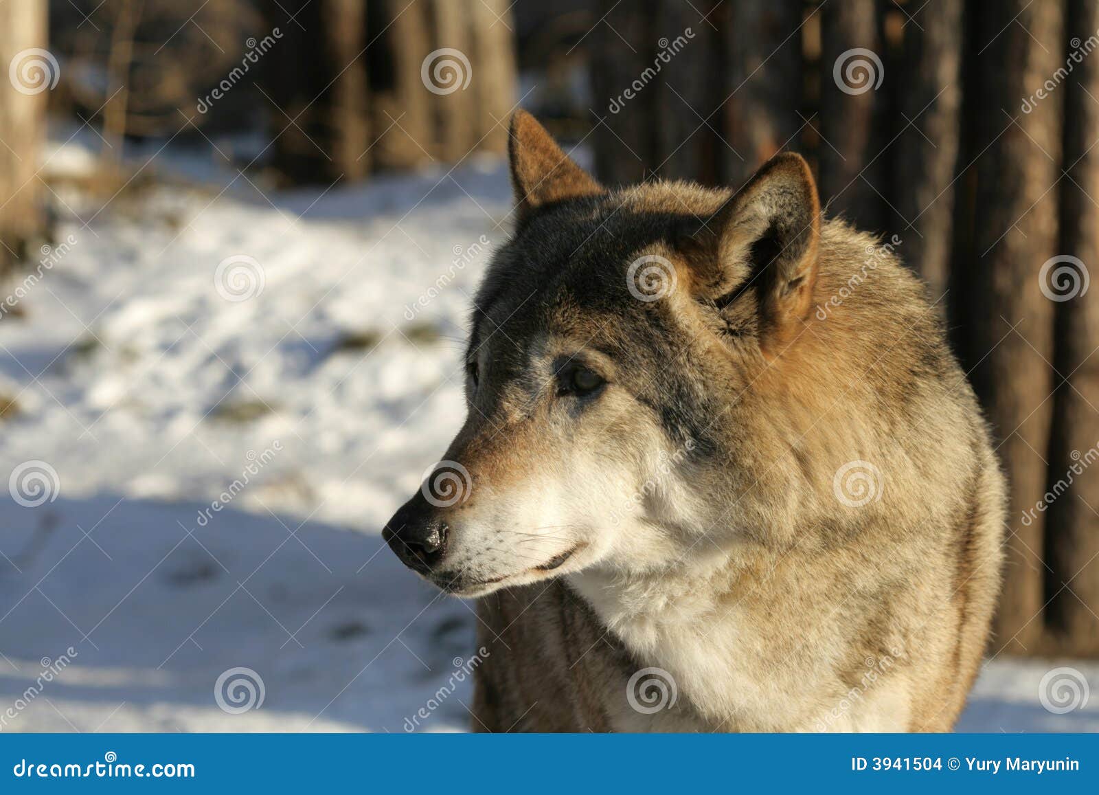 Wolf stock photo. Image of concepts, wolf, beast, wild - 3941504