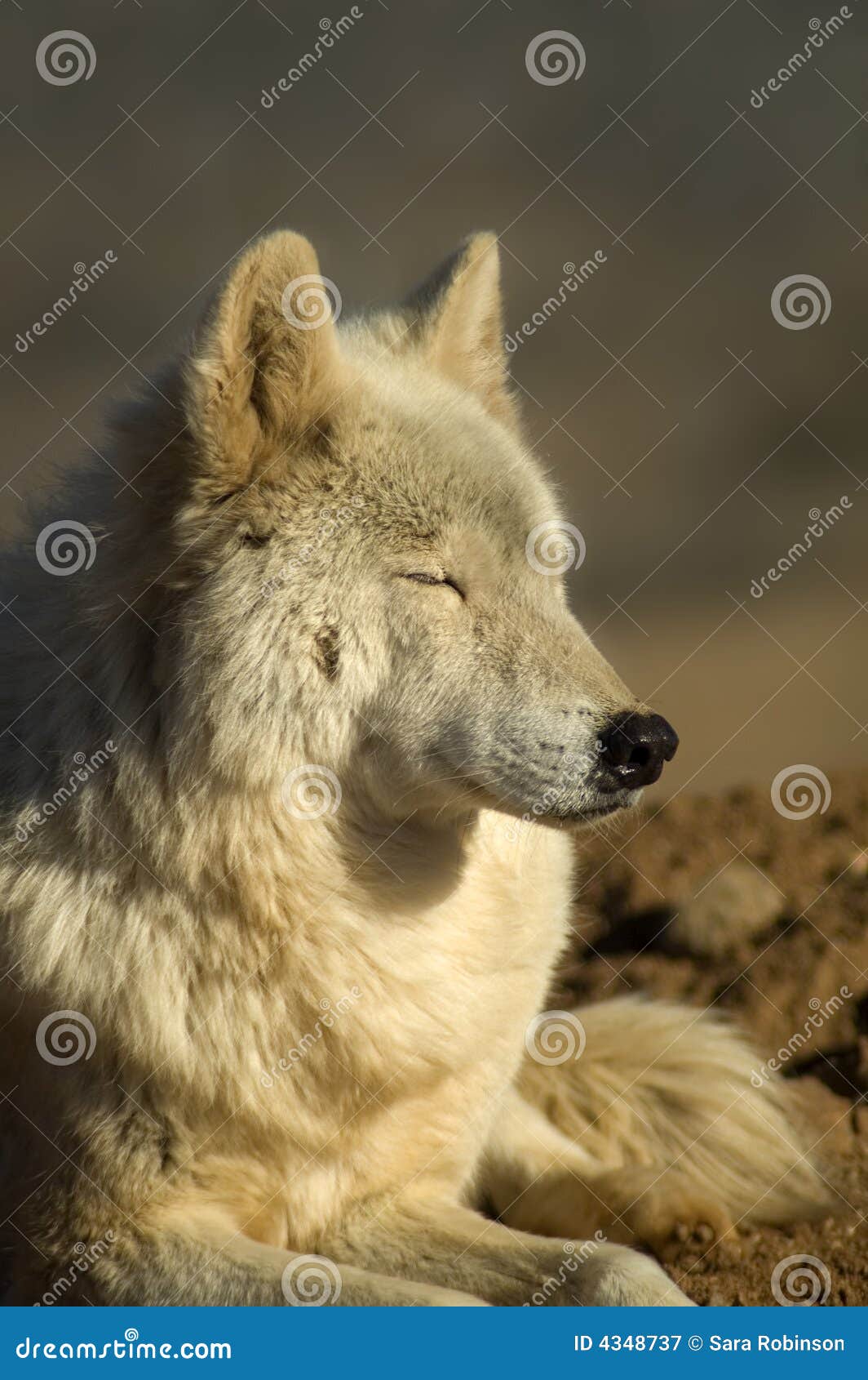 Wolf stock image. Image of wolf, sleep, wild, carnivore - 4348737