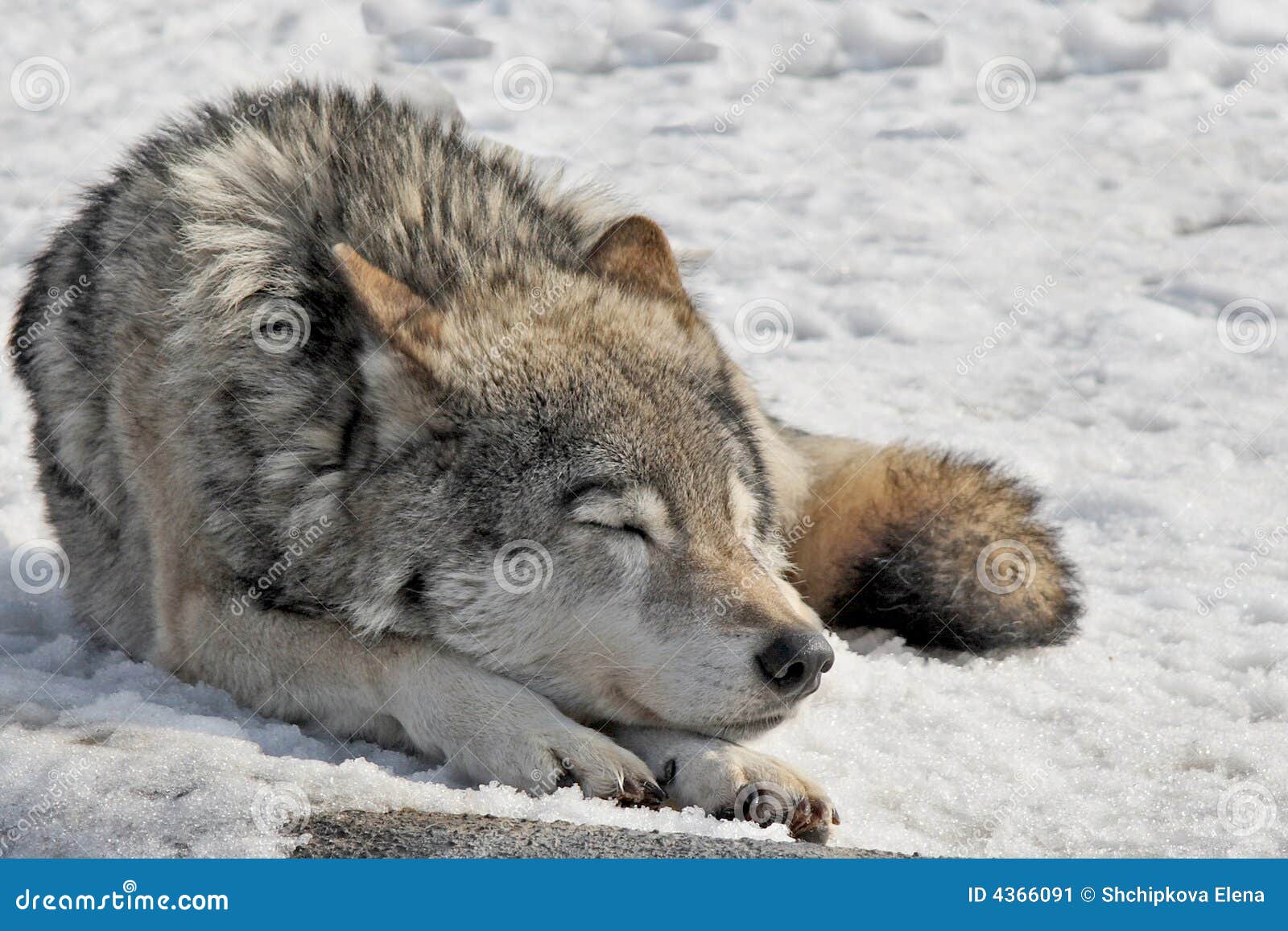 Wolf stock image. Image of sleep, vertebrate, canine, carnivore - 4366091