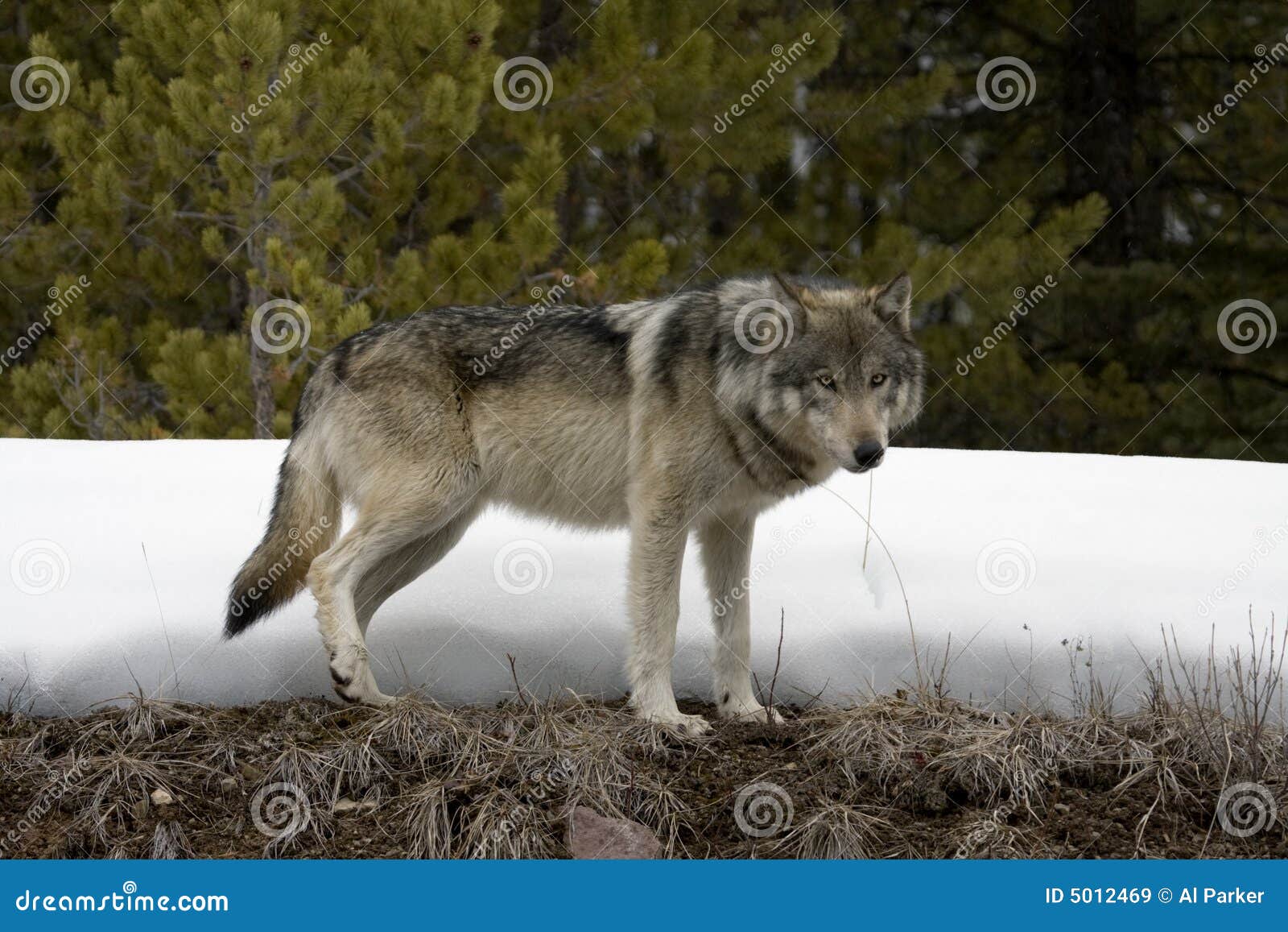 Wolf Royalty-Free Stock Photo | CartoonDealer.com #5012469