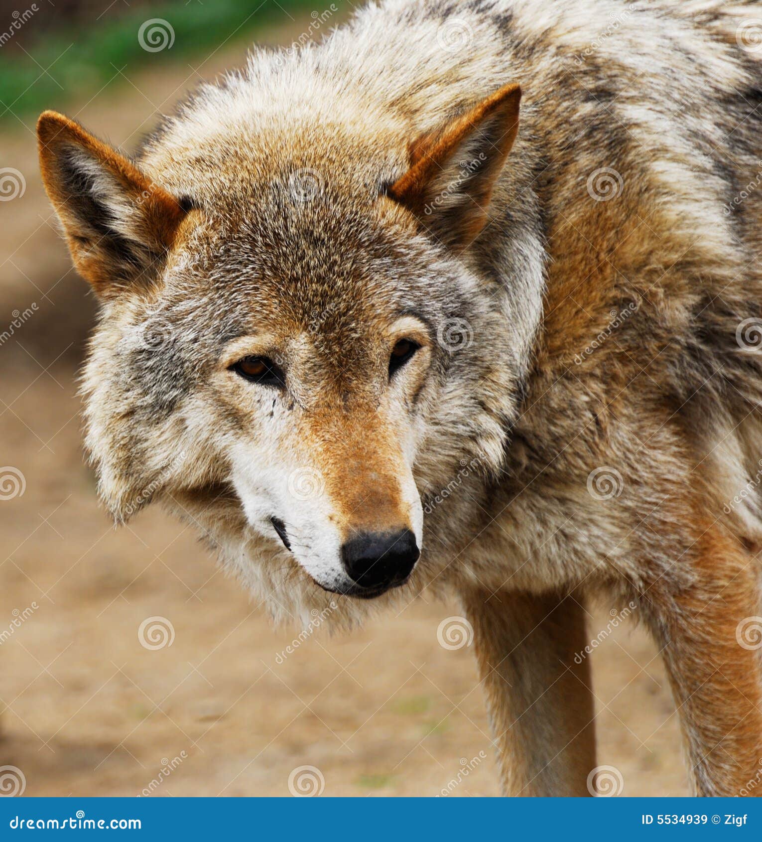 Wolf stock image. Image of nature, hunting, fluffy, serious - 5534939