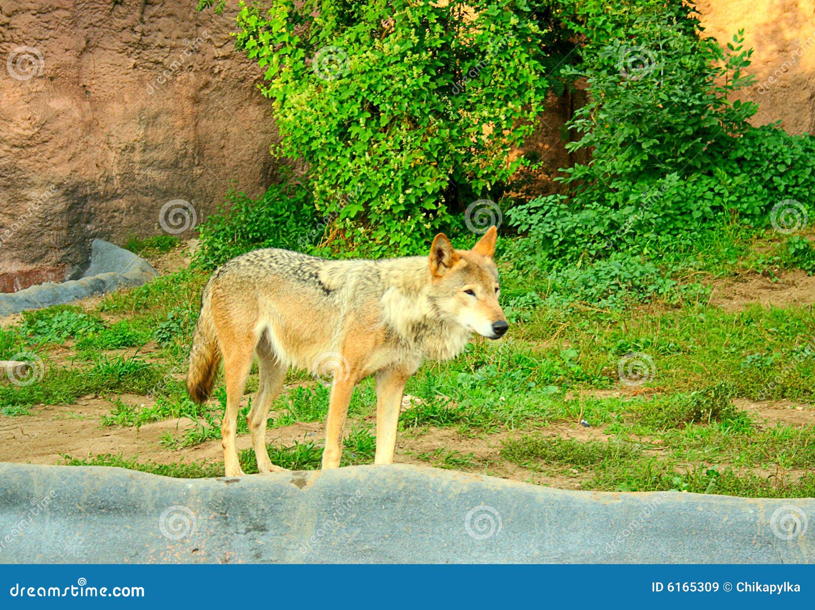 Wolf stock image. Image of beast, furry, terror, grey - 6165309