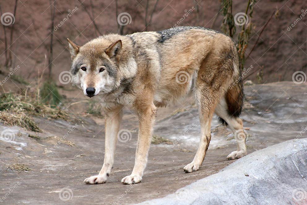 Wolf stock photo. Image of wolfdog, fauna, snout, good - 6371486