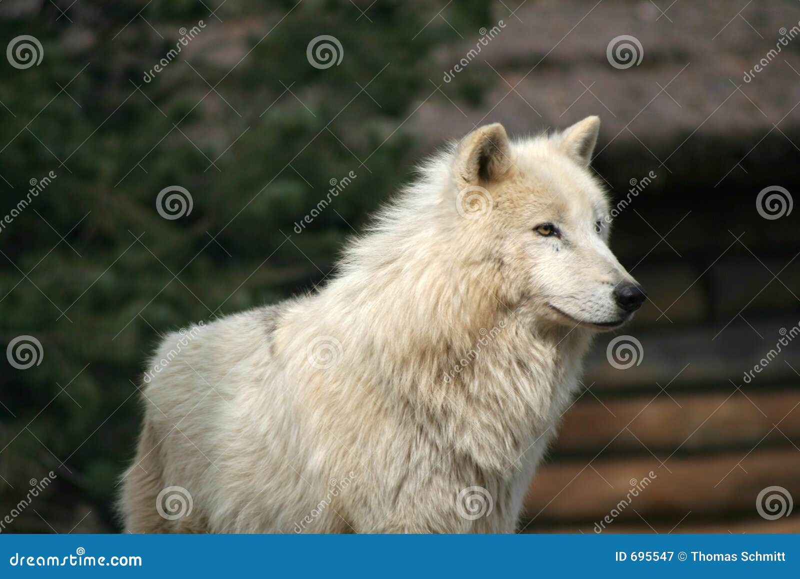 Wolf stock image. Image of stare, scowl, wolf, wolfish - 695547