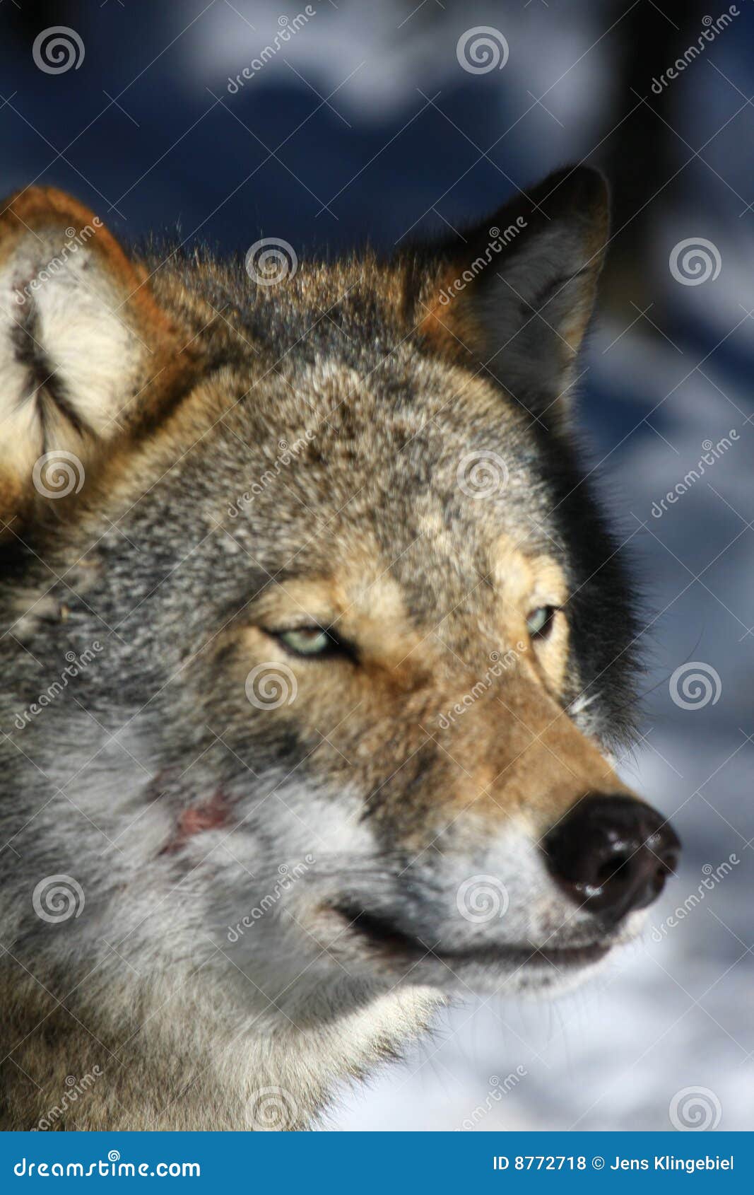 Wolf stock photo. Image of detail, melting, lonely, aggressive - 8772718