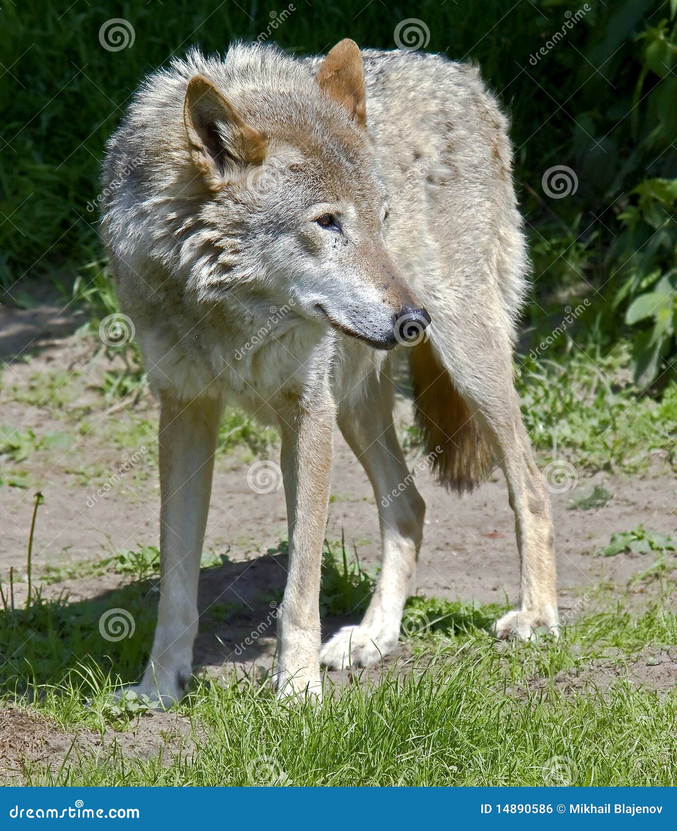 Wolf 9 stock photo. Image of fang, nice, howl, grey, nature - 14890586